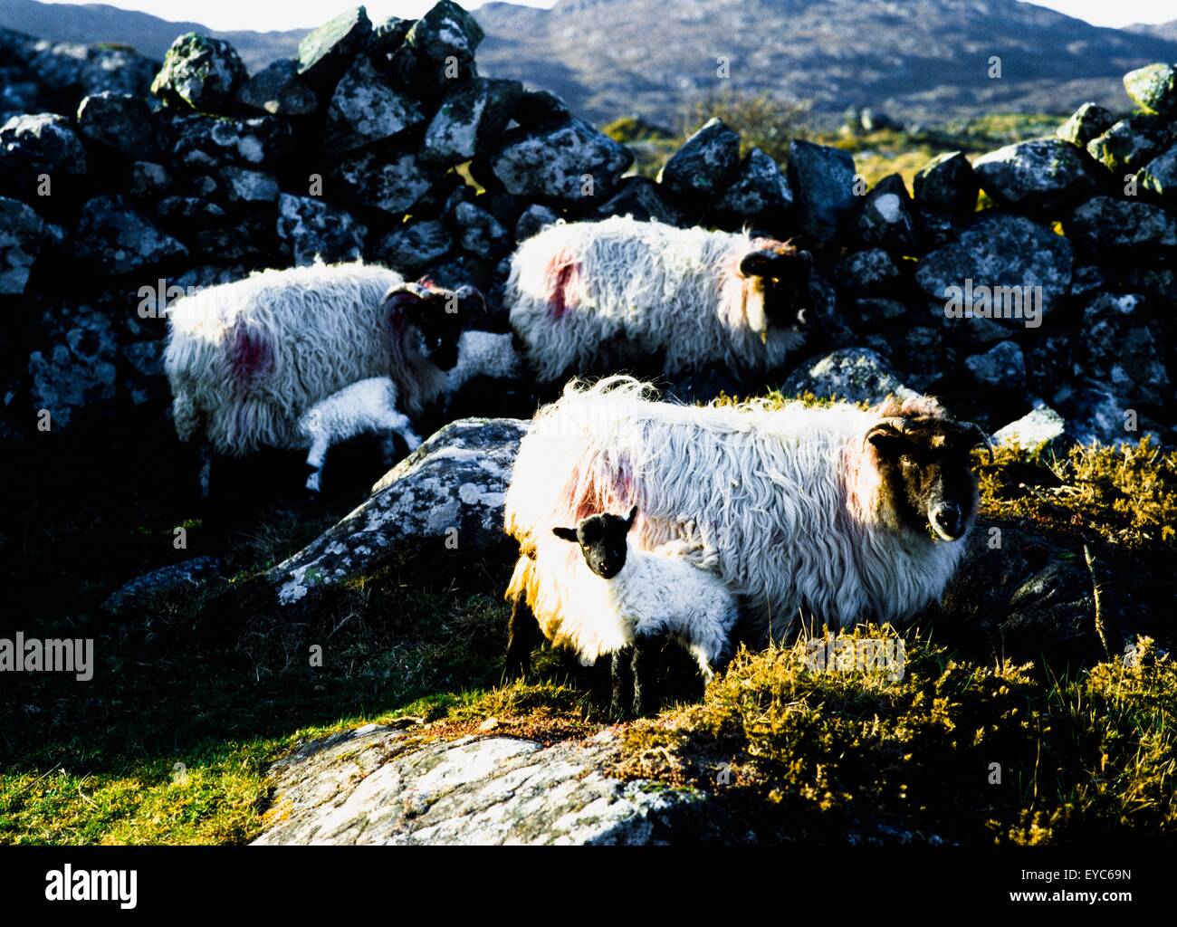Ireland; Flock Of Sheep Stock Photo - Alamy