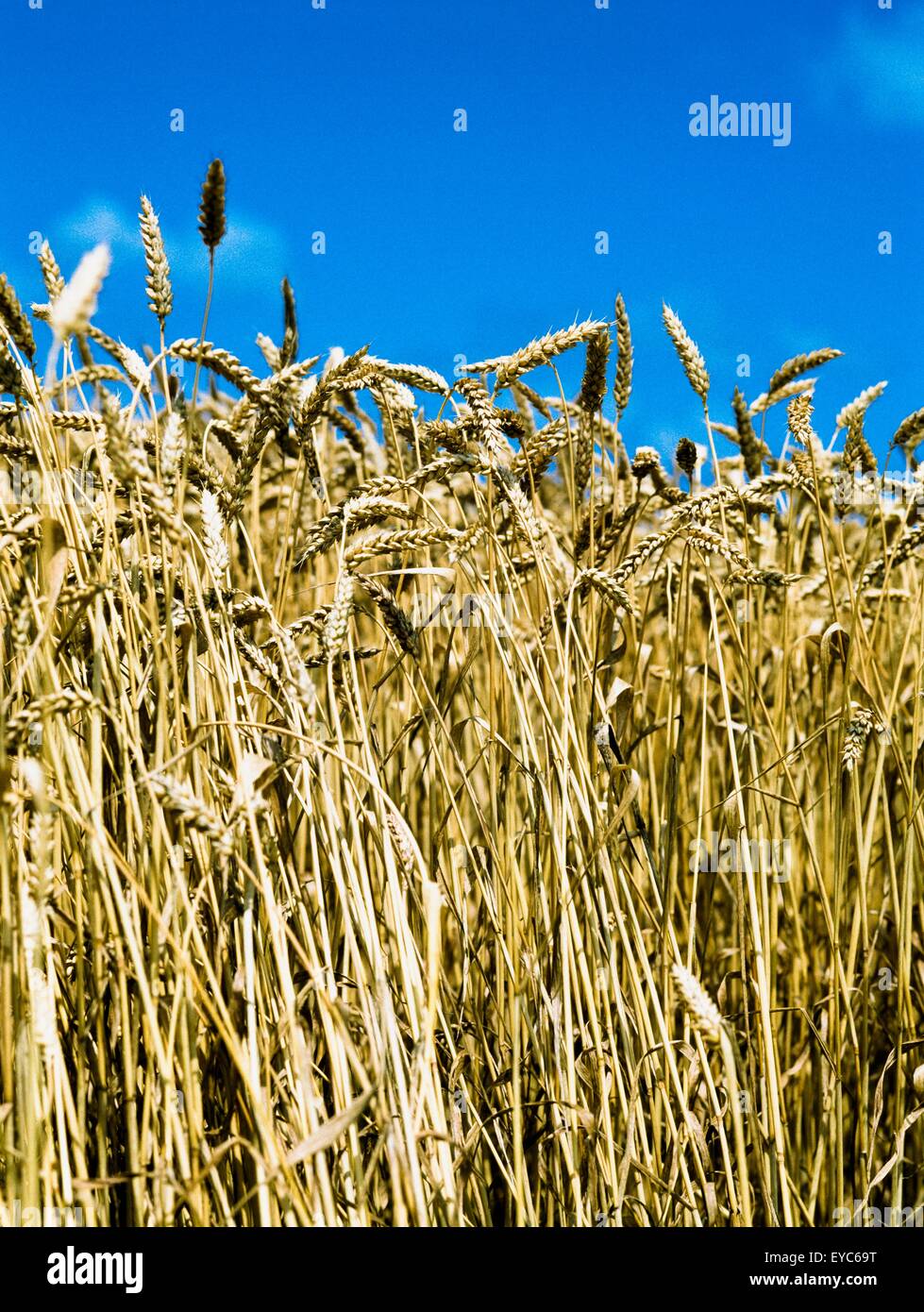 Ireland; Wheat Crop Stock Photo - Alamy