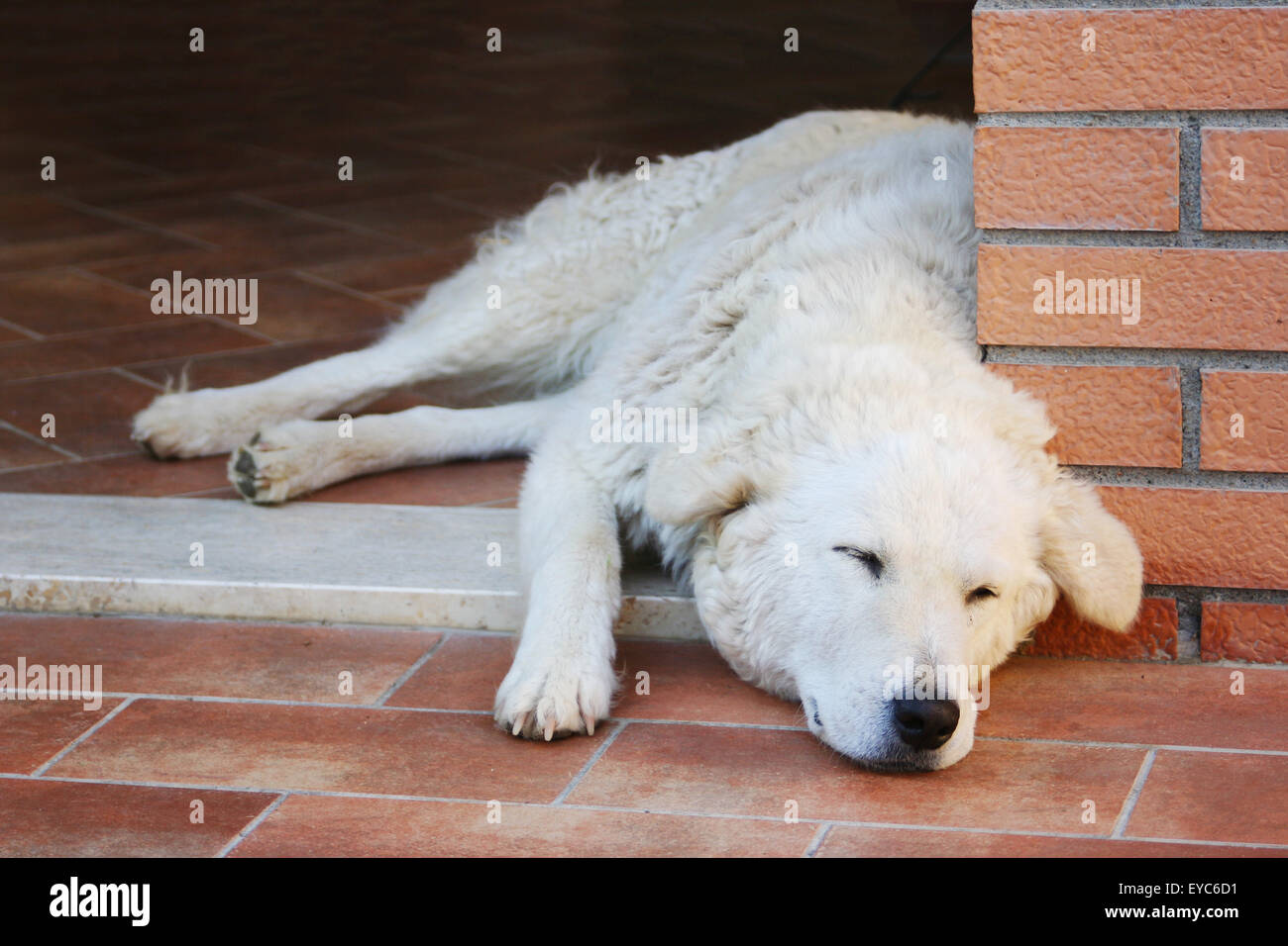 Maremma sheepdog hi-res stock photography and images - Alamy