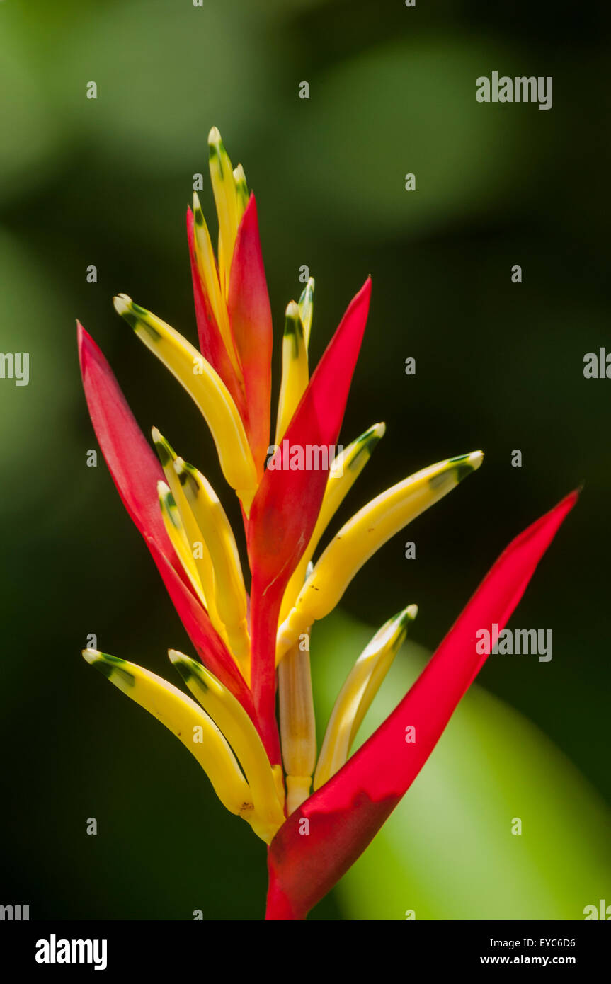 Heliconia psittacorum, Parrot's Beak, Tortuguero, Costa Rica Stock ...