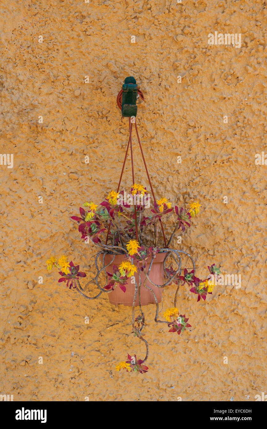 Shutter dog hi-res stock photography and images - Alamy