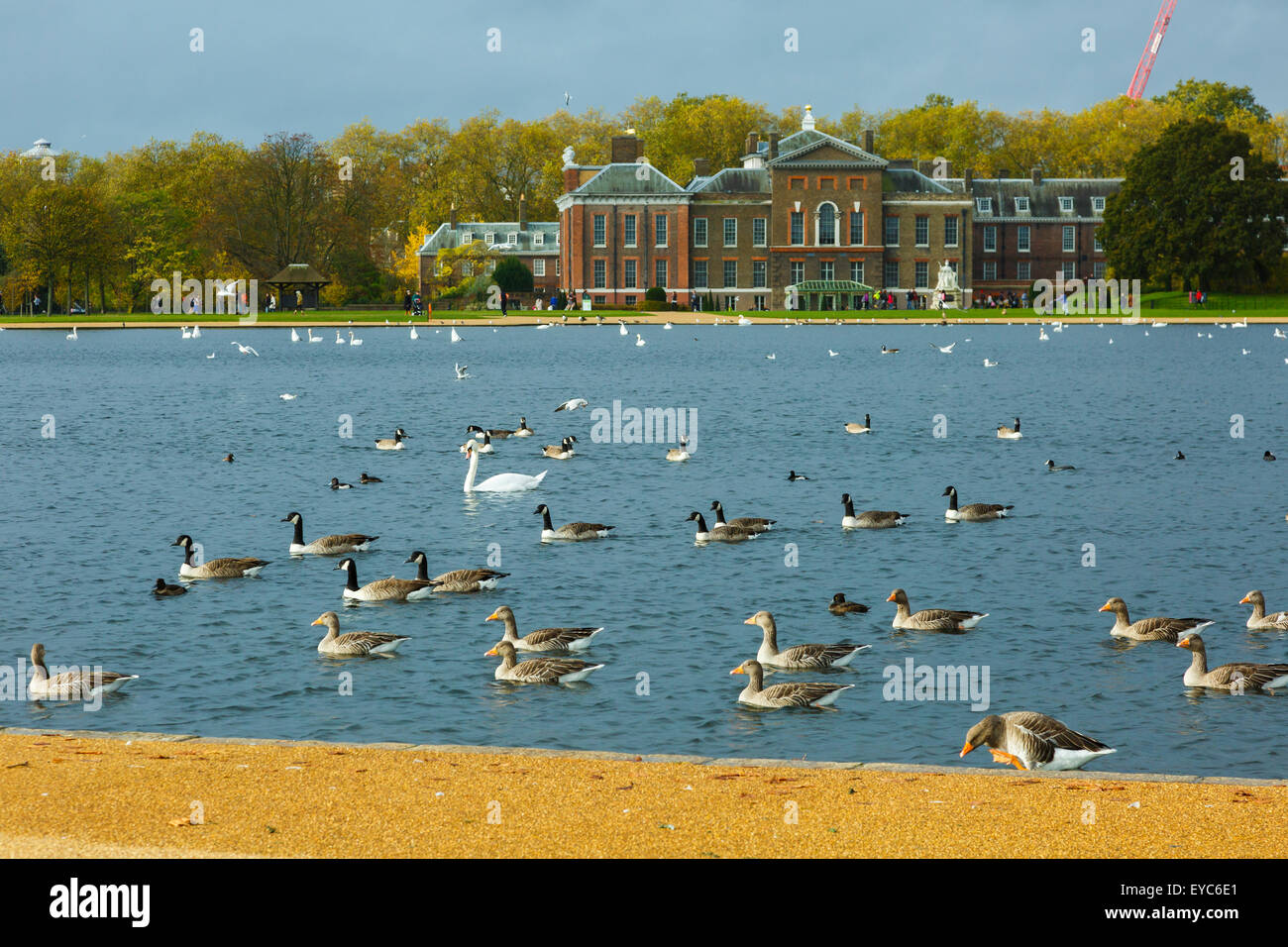 Water birds hi-res stock photography and images - Alamy