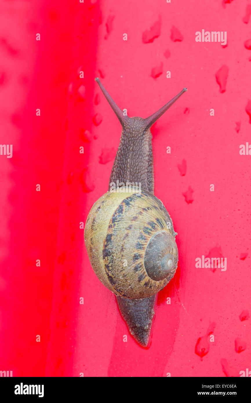 Plastic snail hi-res stock photography and images - Alamy