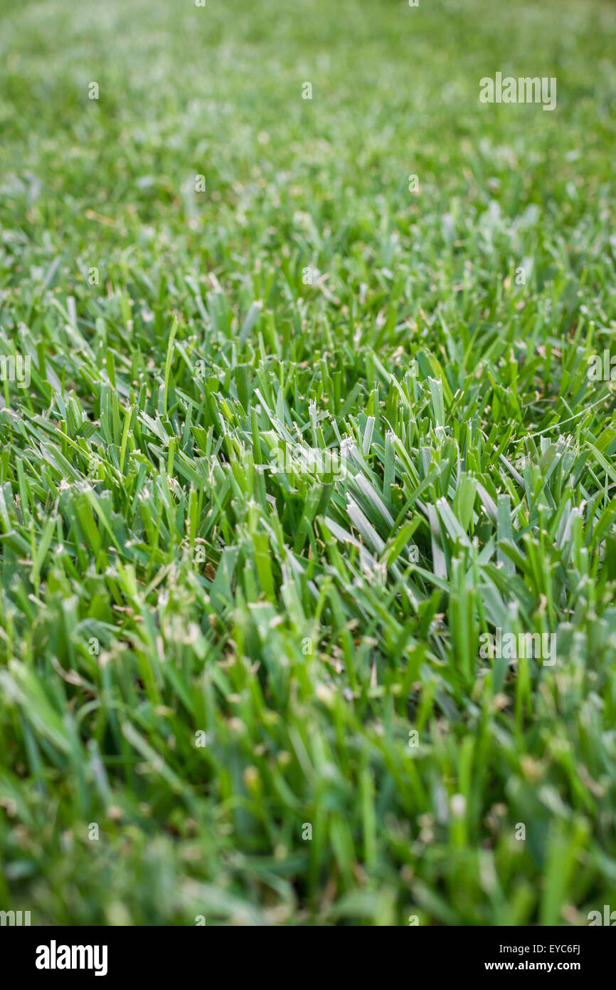 Front view of a meadow of grass just cropped Stock Photo - Alamy