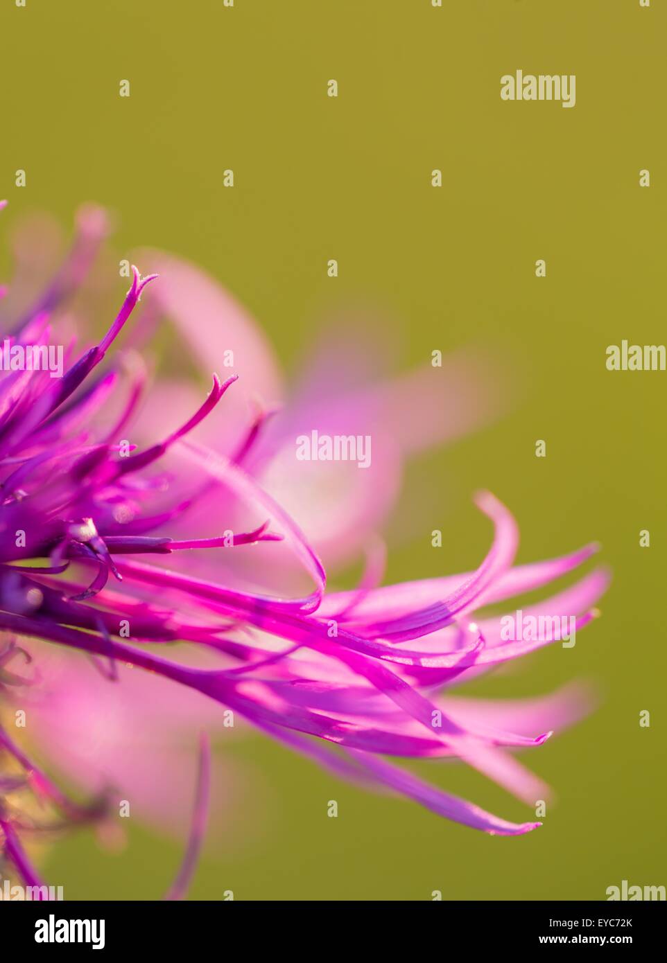 Beautiful violet thistle flower growing on wild uncultivated field ...