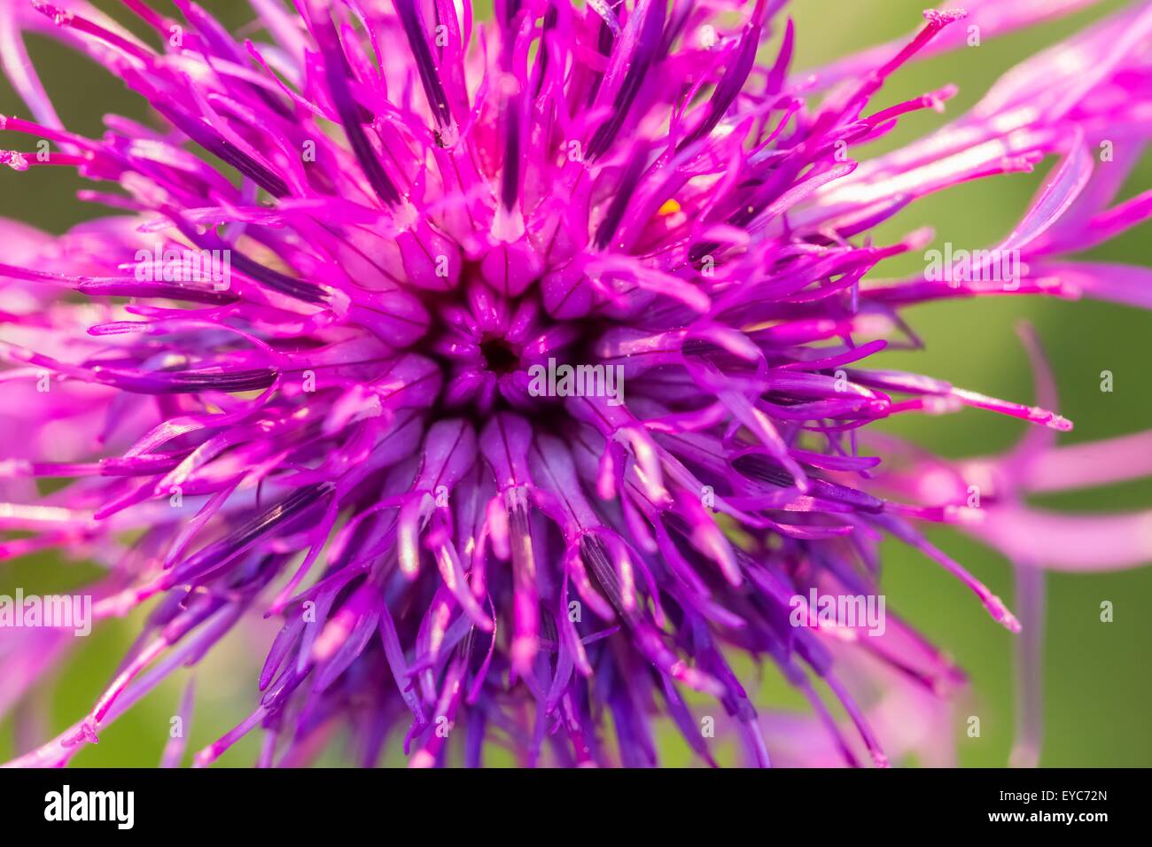 Beautiful violet thistle flower growing on wild uncultivated field ...