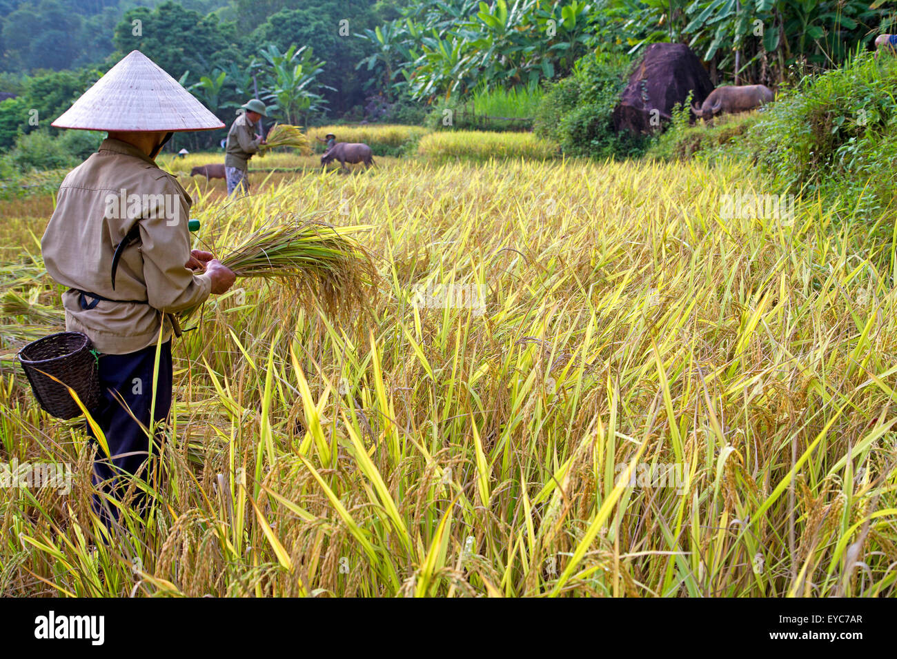 Paddy harvest hi-res stock photography and images - Alamy