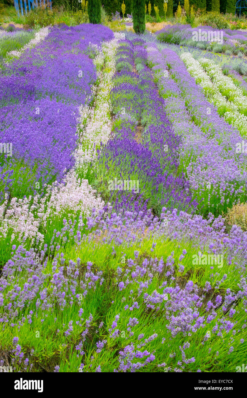 Terrington hi-res stock photography and images - Alamy