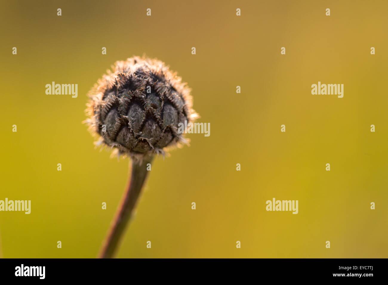 Beautiful violet thistle flower growing on wild uncultivated field ...