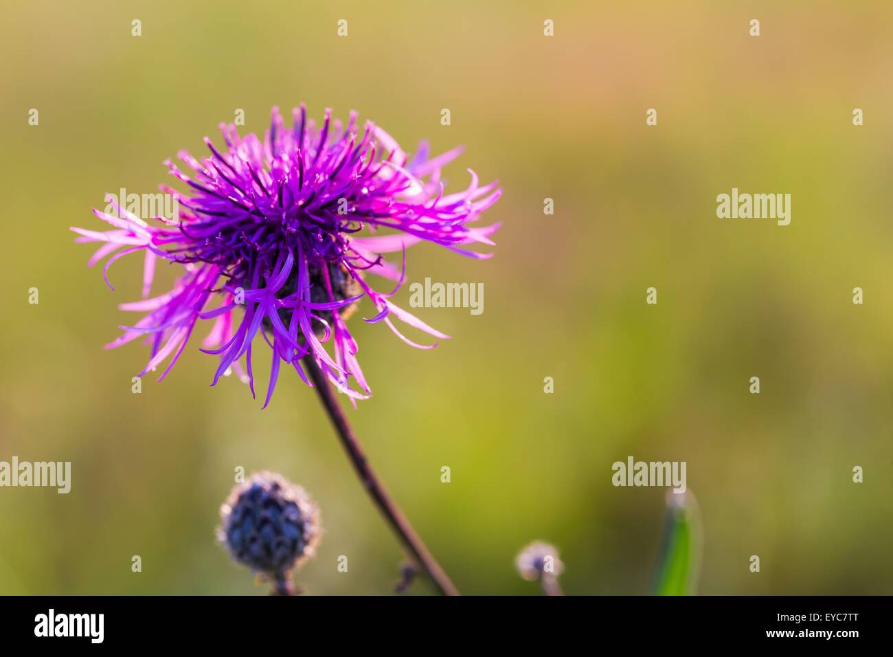 Beautiful violet thistle flower growing on wild uncultivated field ...