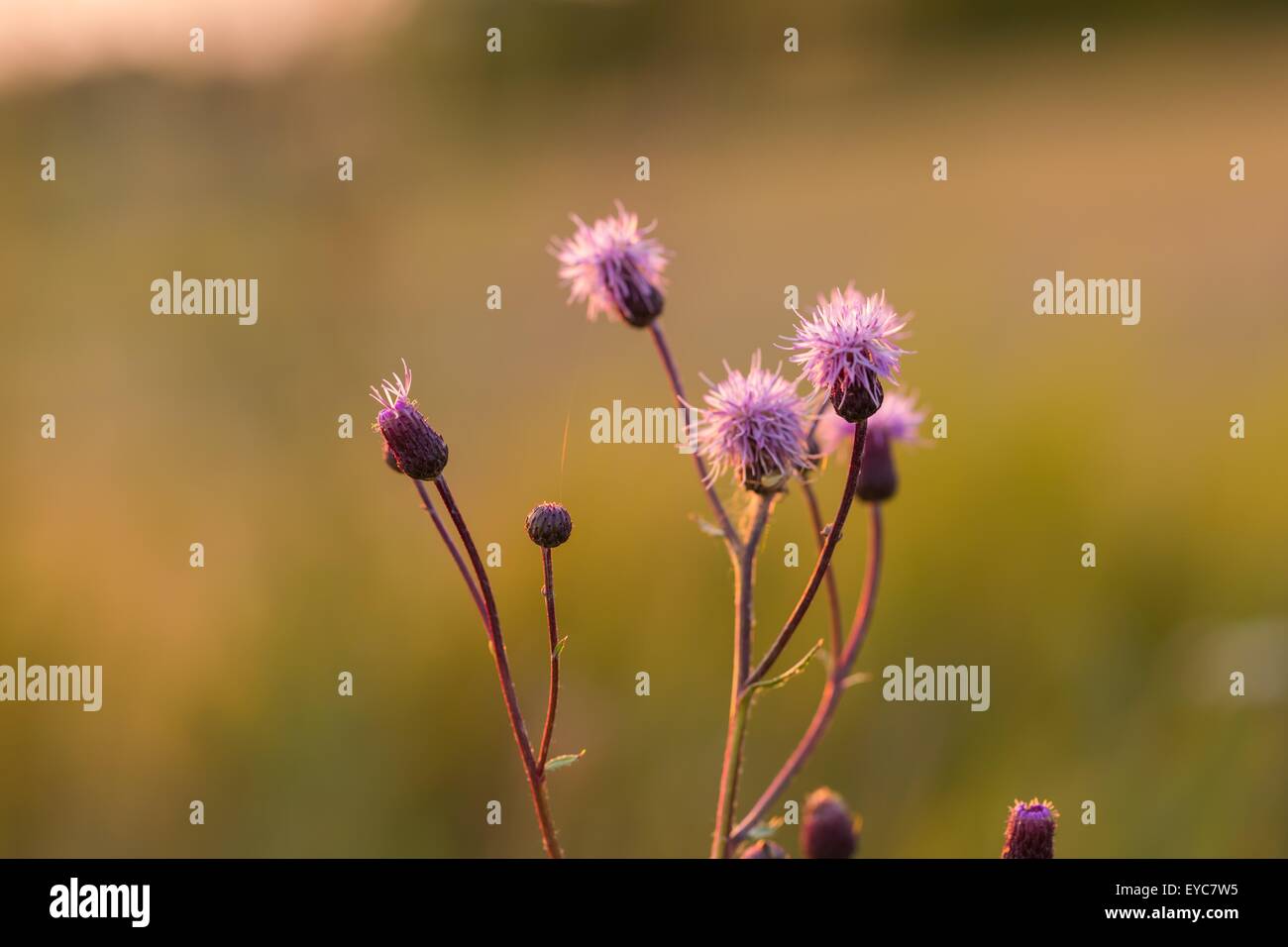 Beautiful violet thistle flower growing on wild uncultivated field ...