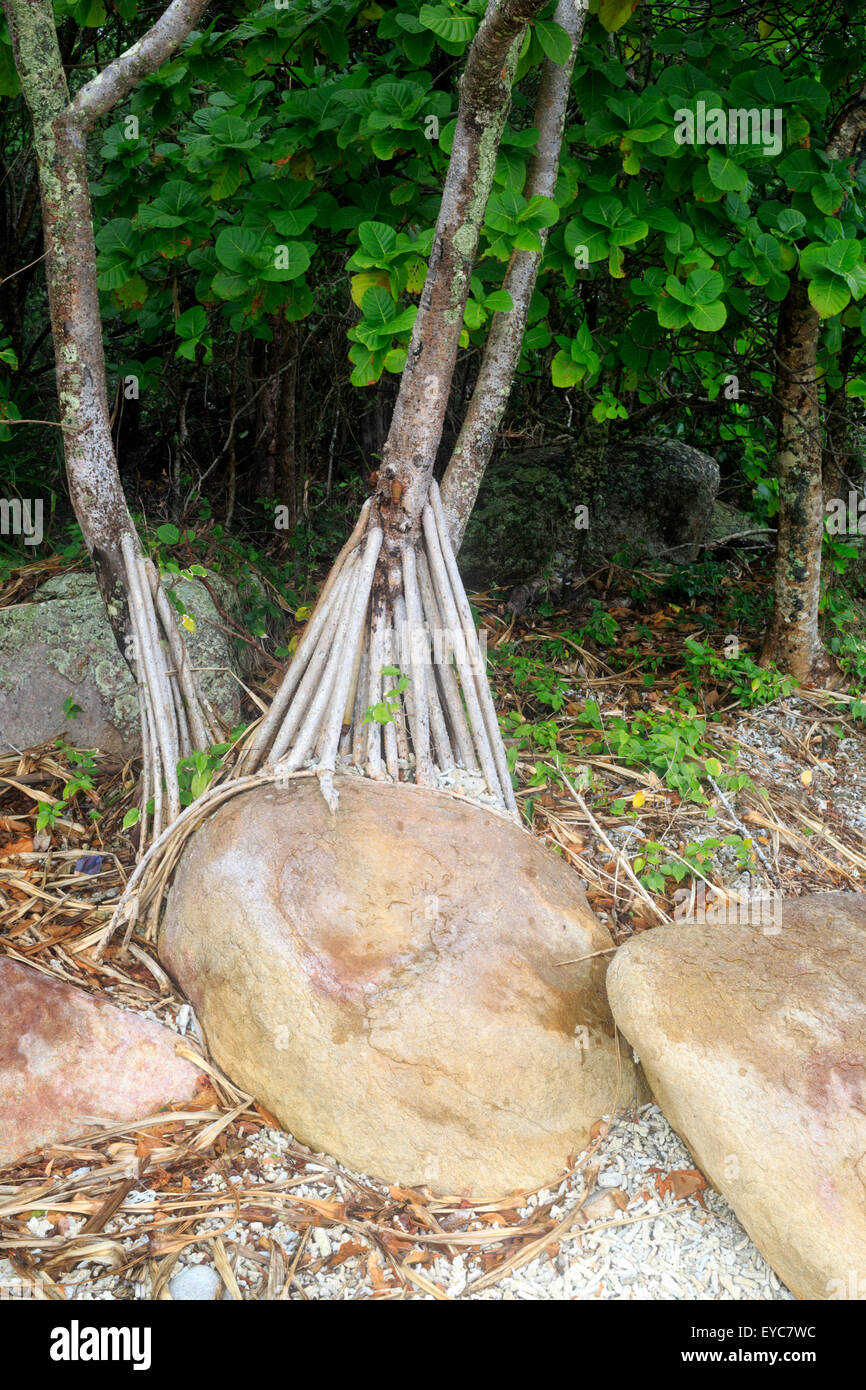 Screw palm hi-res stock photography and images - Alamy