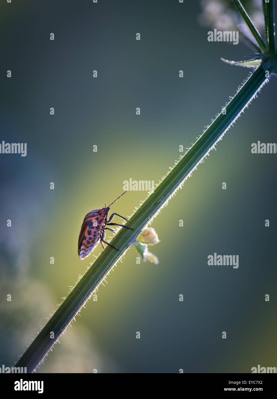Close up of bug sitting on plant. Close up of insect photographed in ...