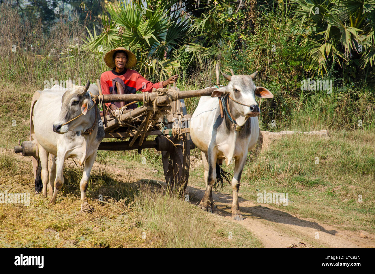 Cow cart hi-res stock photography and images - Alamy