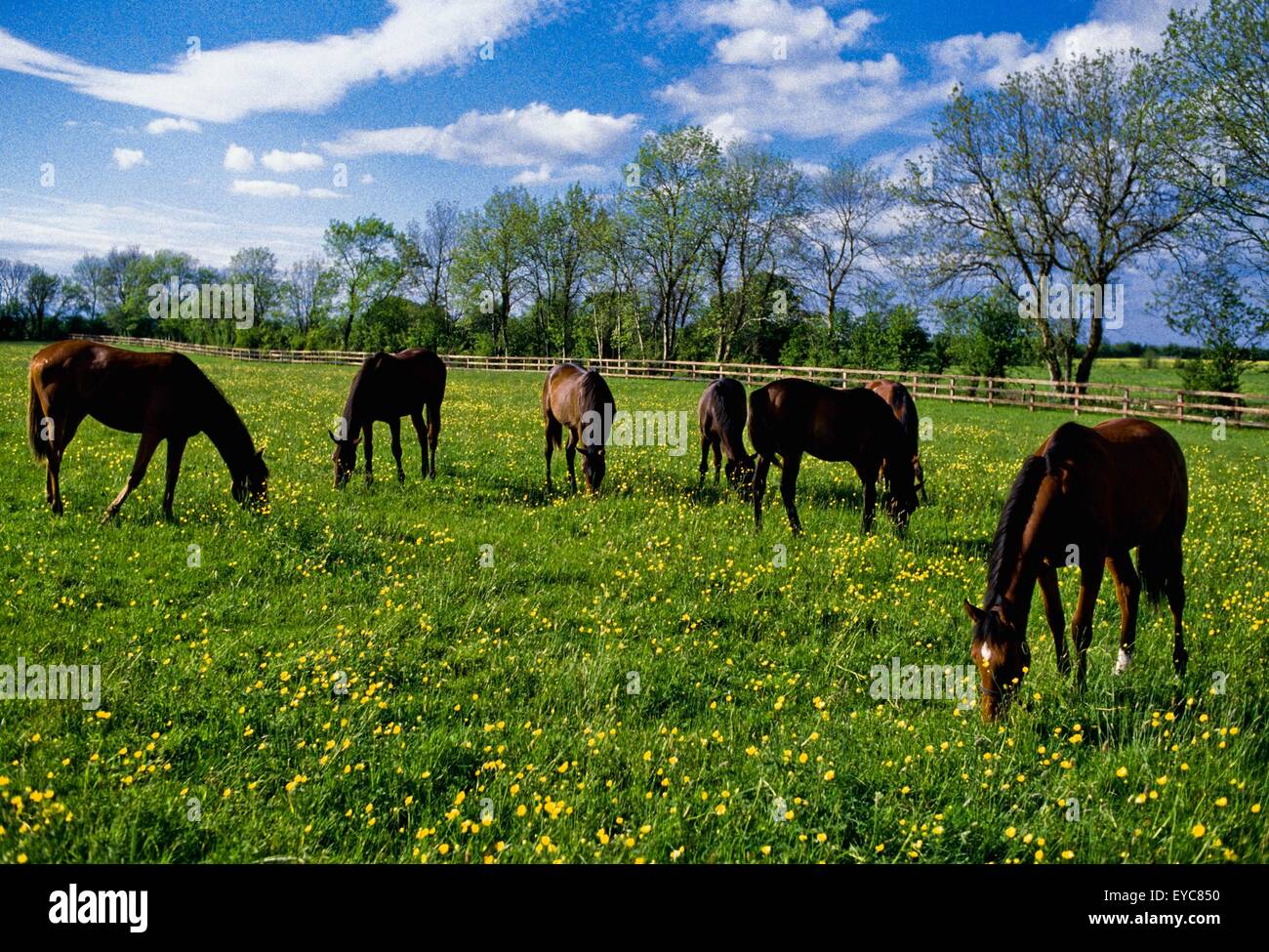 Thoroughbred horses hi-res stock photography and images - Alamy