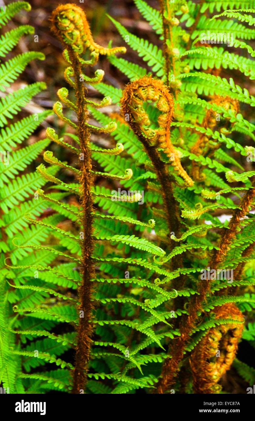 Close-Up Of Ferns; Plants Stock Photo - Alamy
