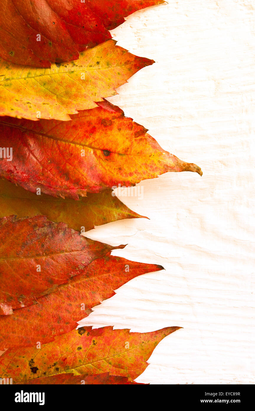 fallen autumn leaves composition Stock Photo - Alamy