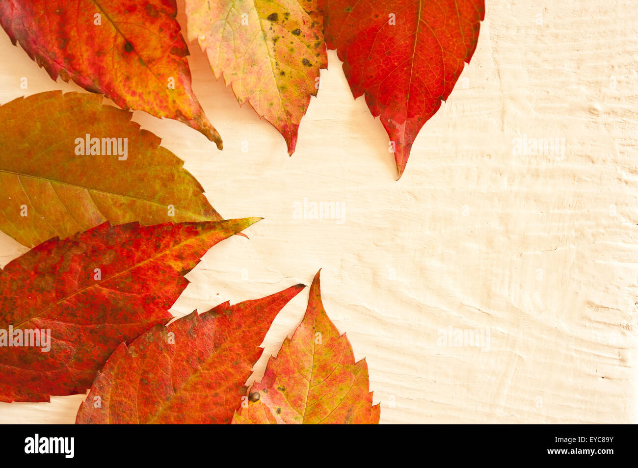 fallen autumn leaves composition Stock Photo - Alamy