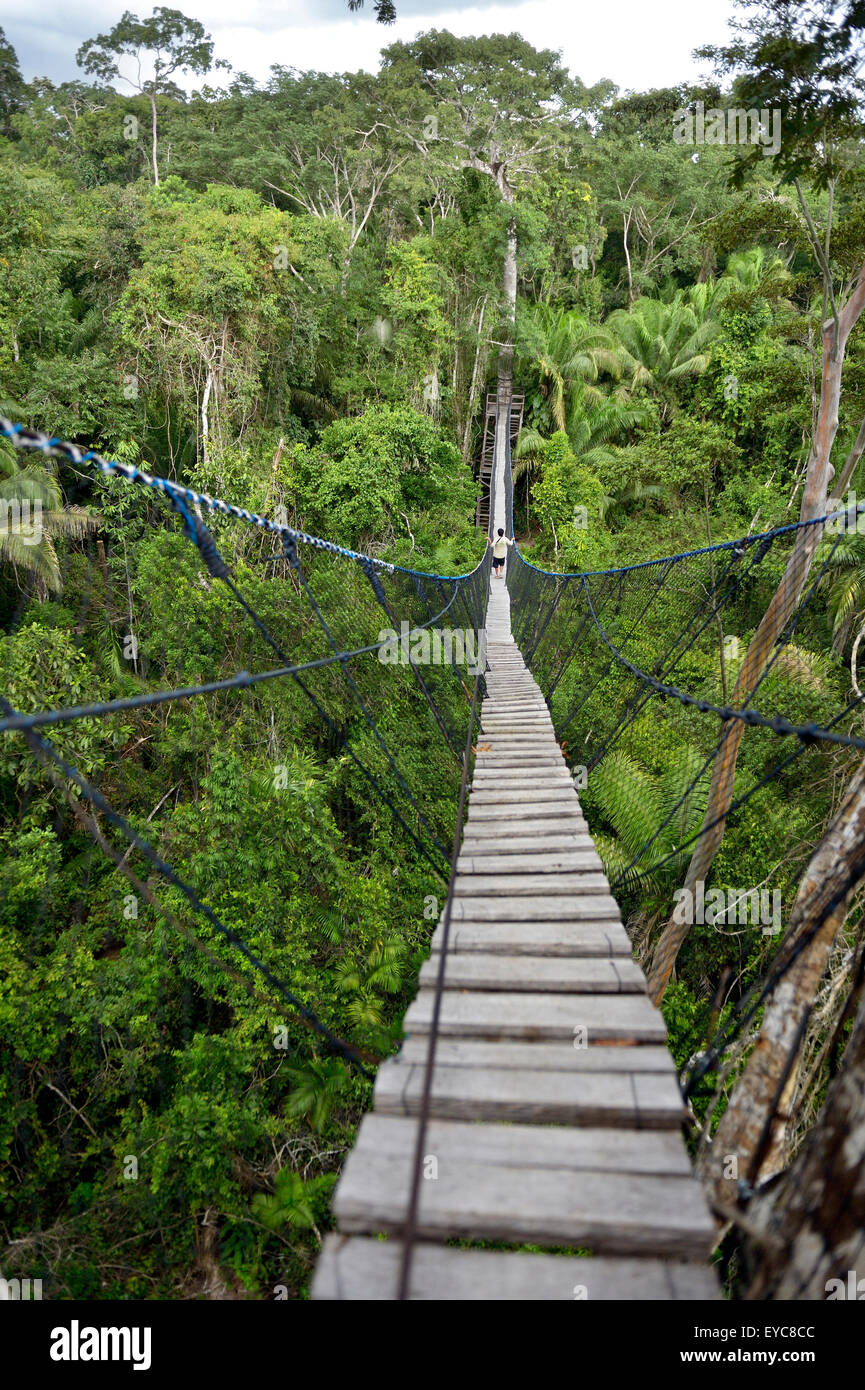 Suspension bridge between tall tropical trees of the Amazon rainforest ...