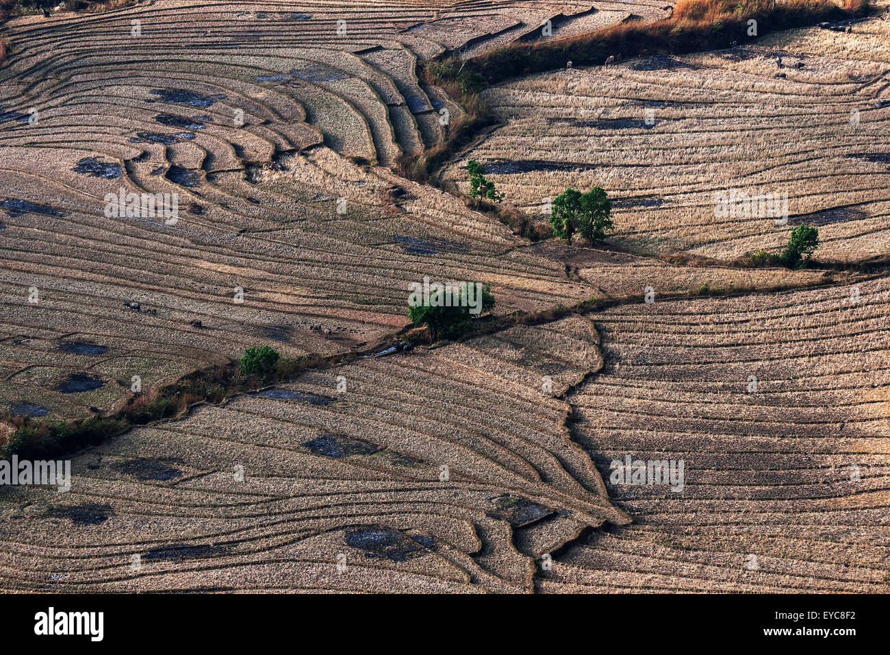 Harvested rice paddies, terraced fields, near Kyang Tong, Shan State ...