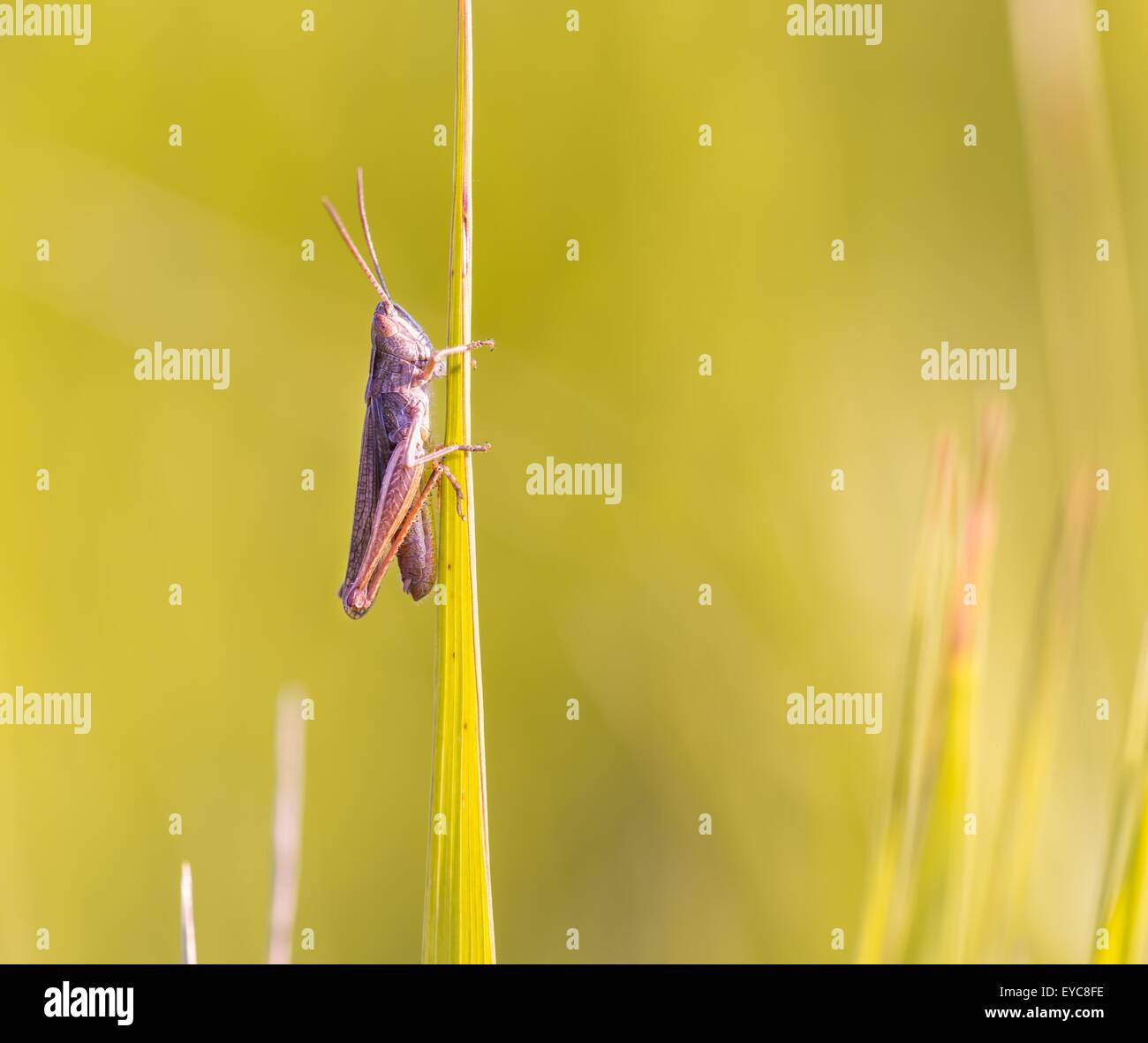 Close up of beautiful grasshopper sitting on grass. Beautiful close up ...