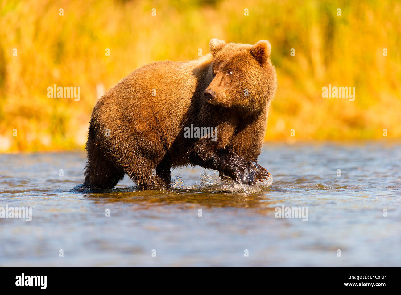 Grizzly Bear (Ursus arctos horribilis) in the water looking backwards ...