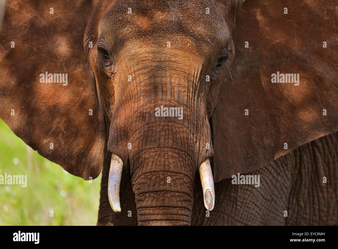 Red african elephant hi-res stock photography and images - Alamy