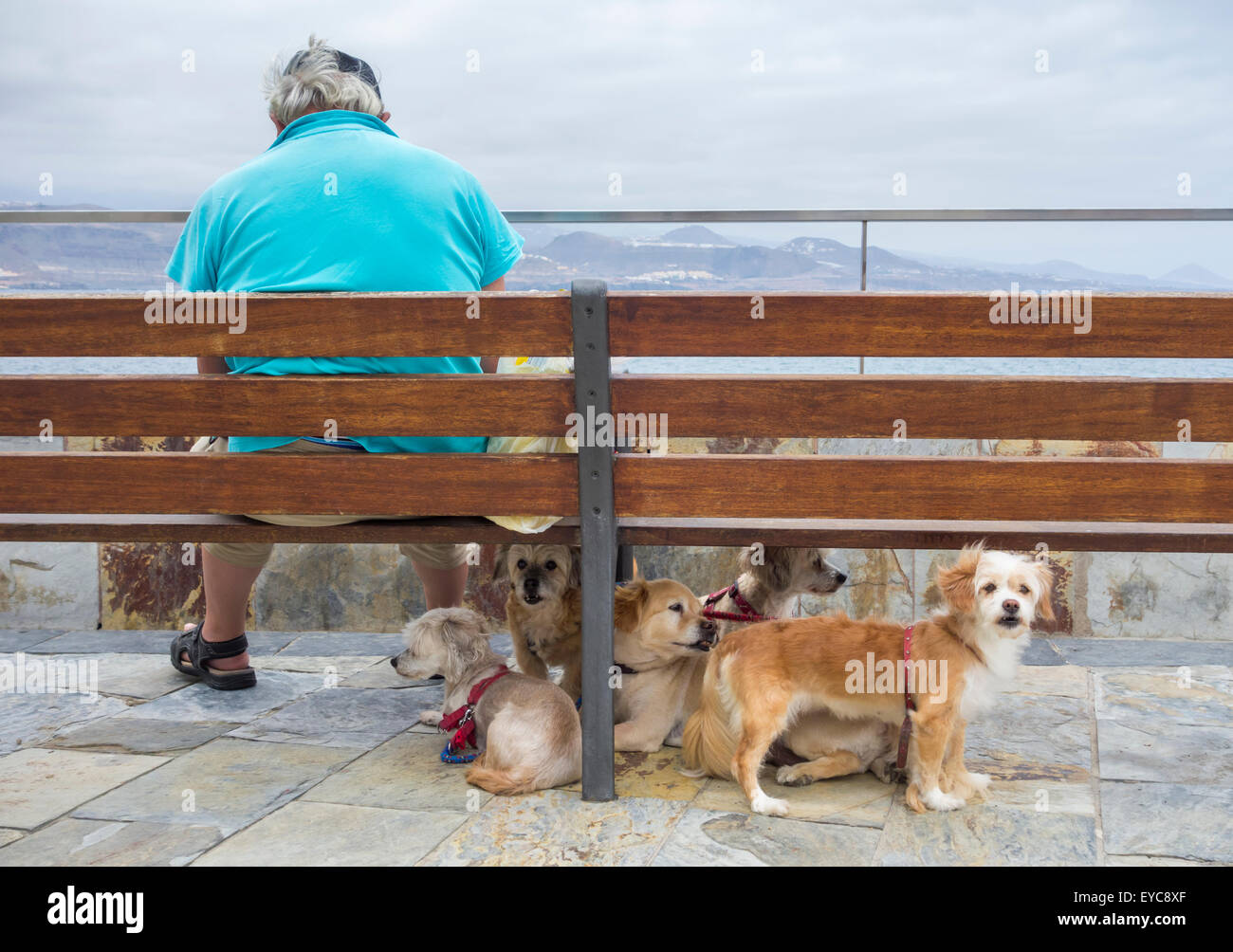 Animated dog hi-res stock photography and images - Alamy