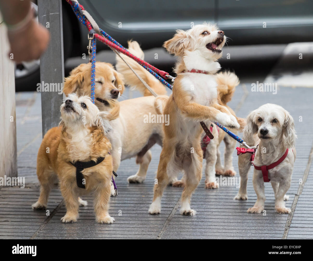 Series of images showing dogs animated expressions and reactions as ...