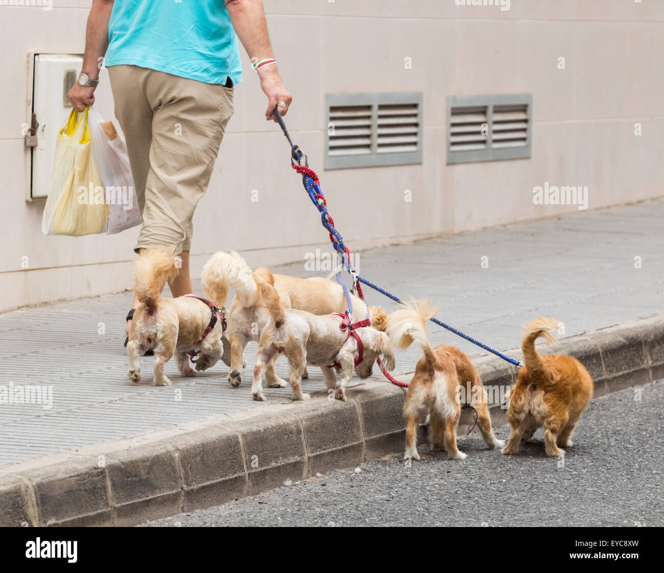 Man walking five dogs hi-res stock photography and images - Alamy