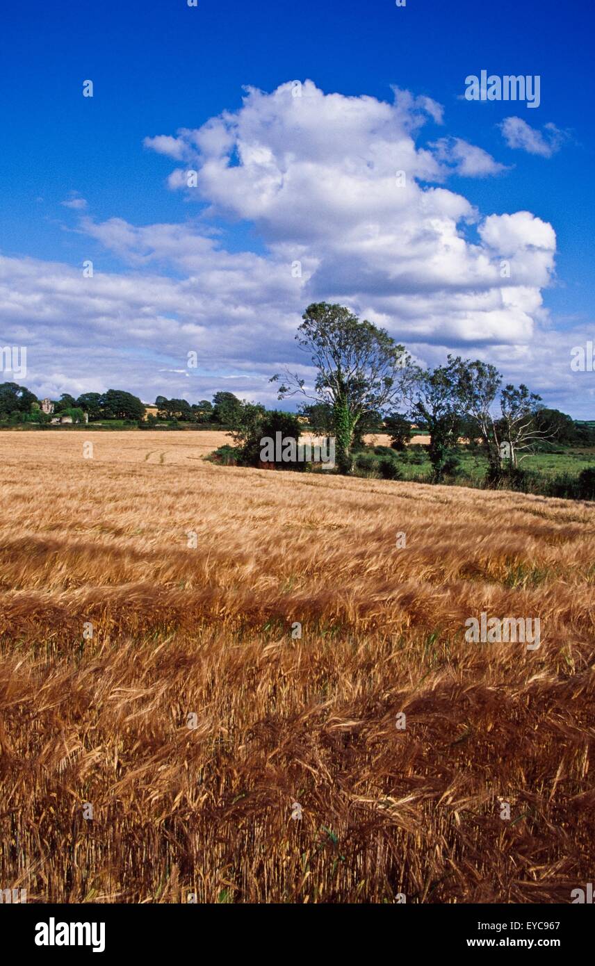 Ireland wexford farming hi-res stock photography and images - Alamy