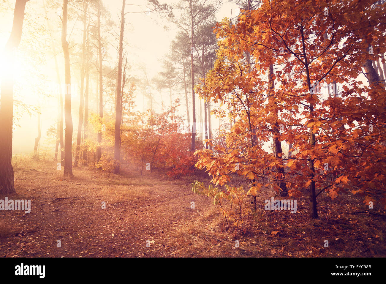 Sunny autumn morning in the forest Stock Photo - Alamy