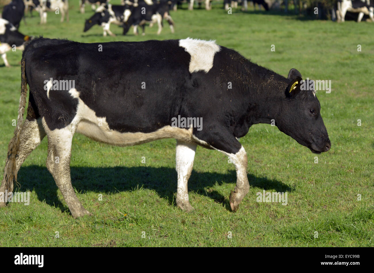 Holstein Friesians High Resolution Stock Photography and Images - Alamy
