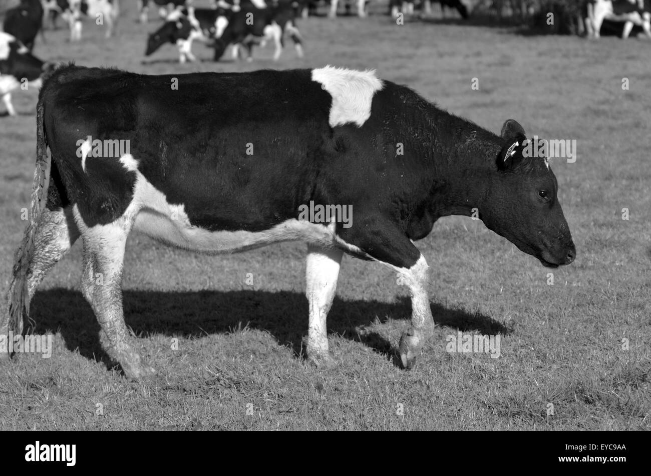 Holstein Friesians Cattle Black and White Stock Photos & Images - Alamy