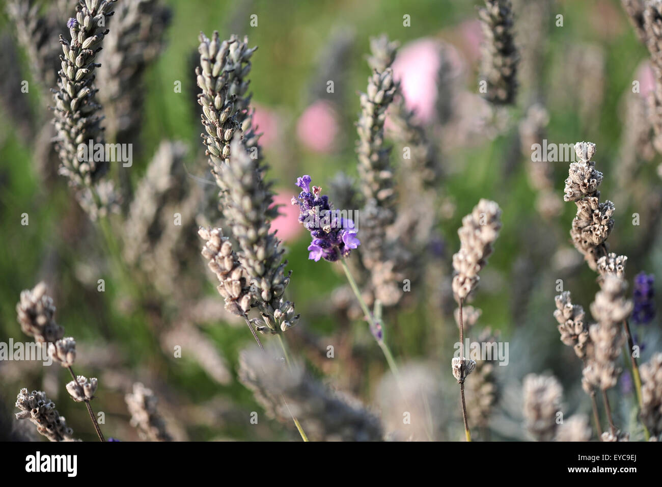 Faded lavender hi-res stock photography and images - Alamy