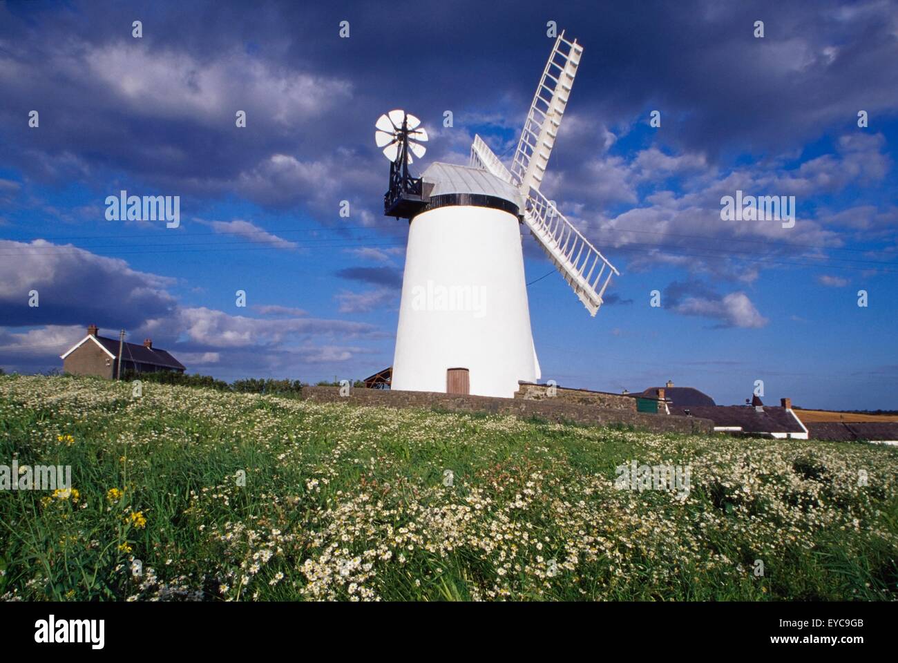 Millisle down hi-res stock photography and images - Alamy