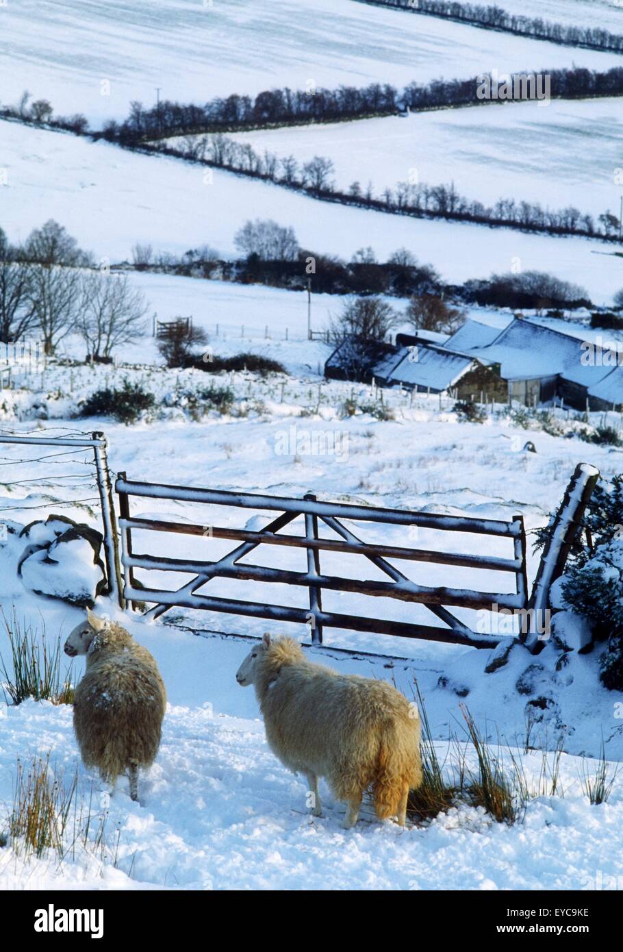 Sheep, Ireland; Sheep And A Farm During Winter In Ireland Stock Photo ...