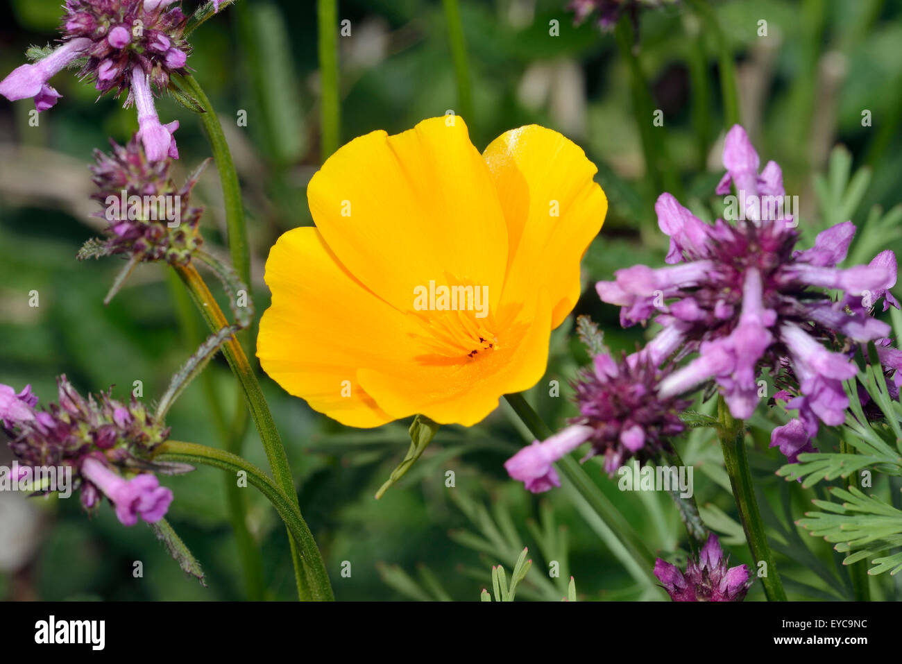 Bright yellow orange californian poppy hi-res stock photography and ...
