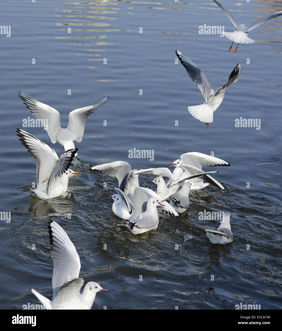 Seagull is flying Stock Photo - Alamy