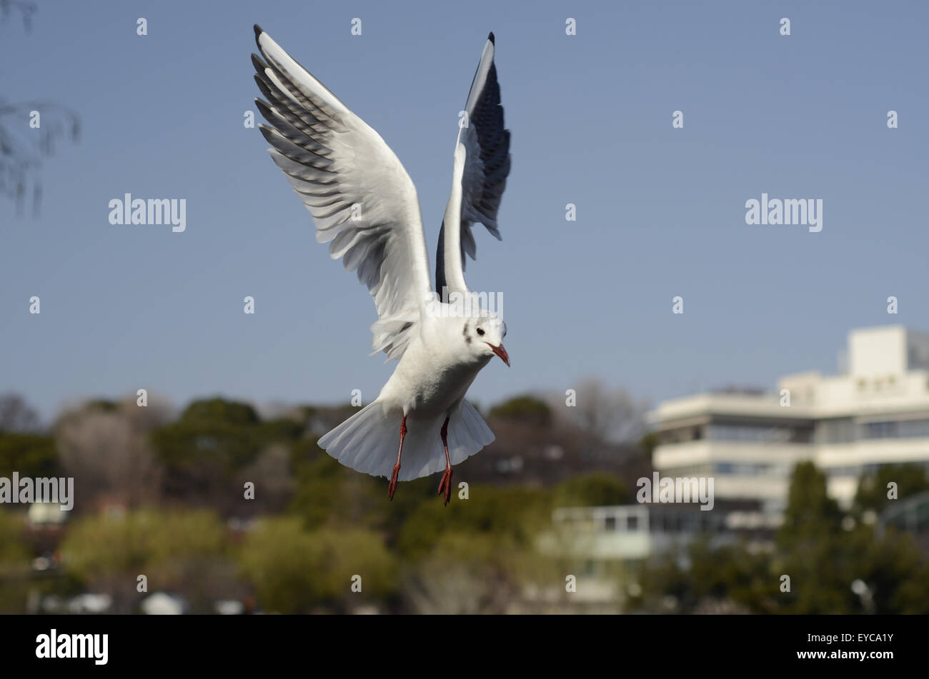 Seagull is flying Stock Photo - Alamy