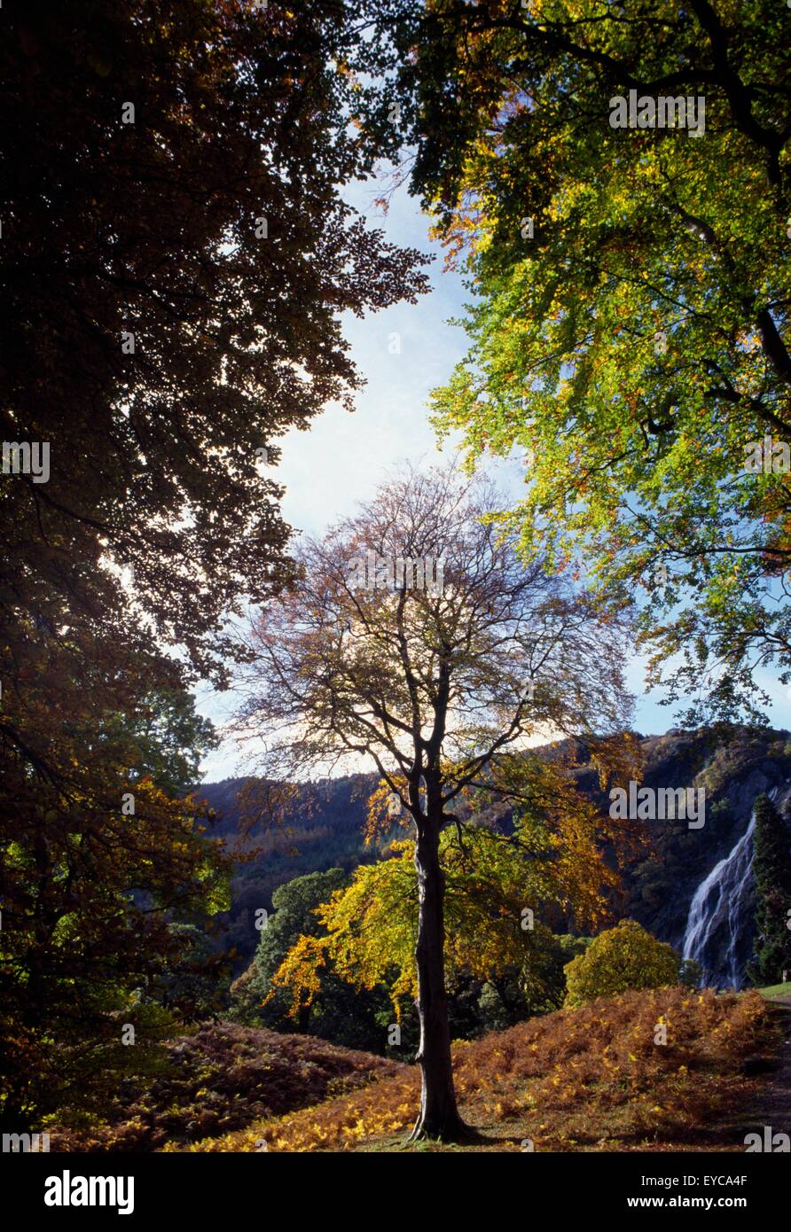 Powerscourt Waterfall, Co Wicklow, Ireland; View Of Waterfall Through ...