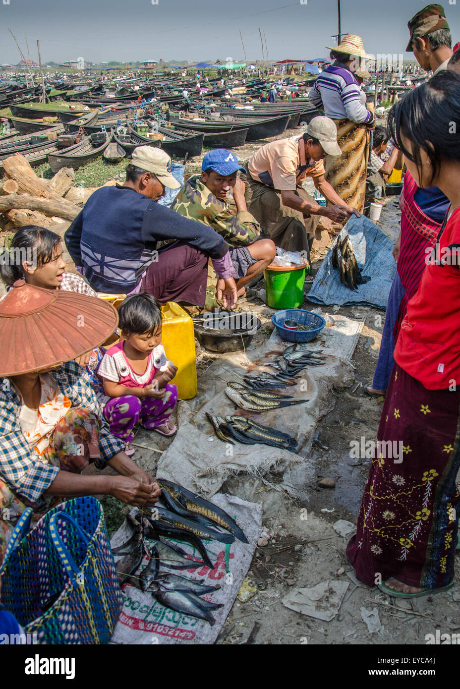 Freshwater fish of myanmar hi-res stock photography and images - Alamy