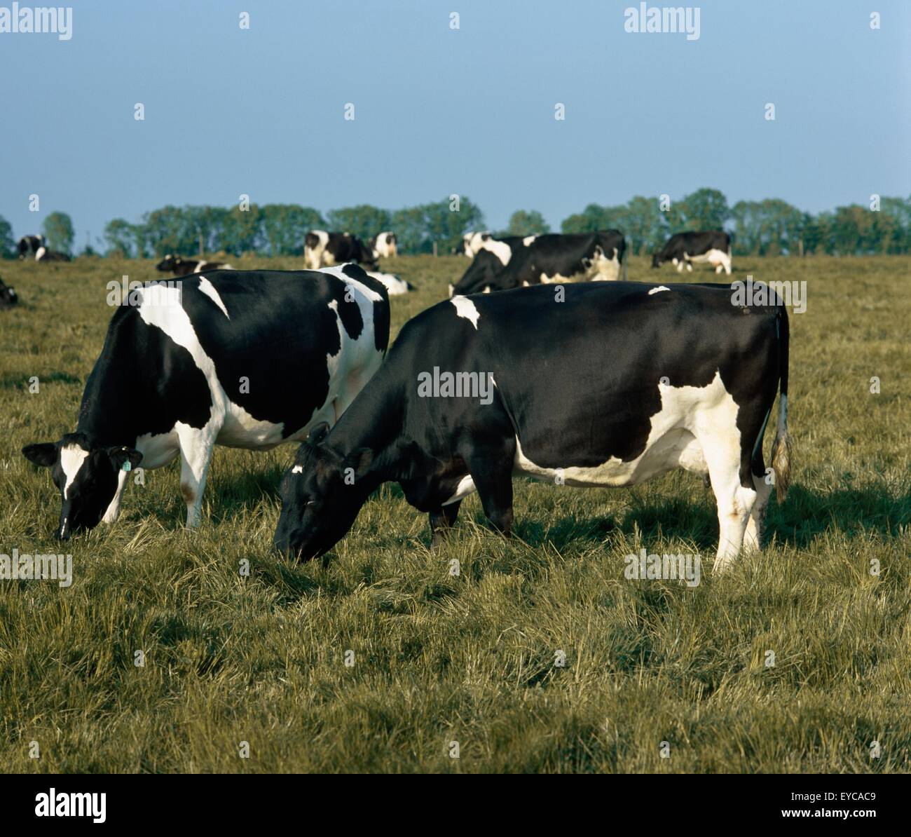Friesian Cattle Grazing; Livestock Feeding Stock Photo - Alamy