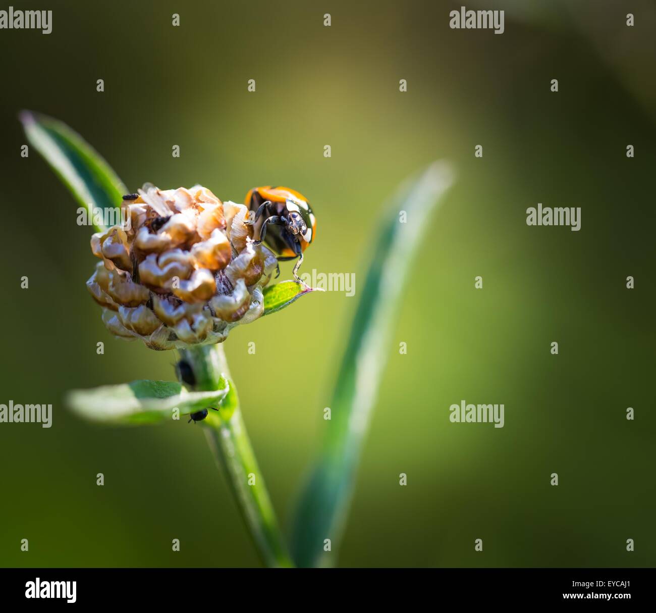 Beautiful close up of ladybug sitting on plant. Beautiful summertime ...