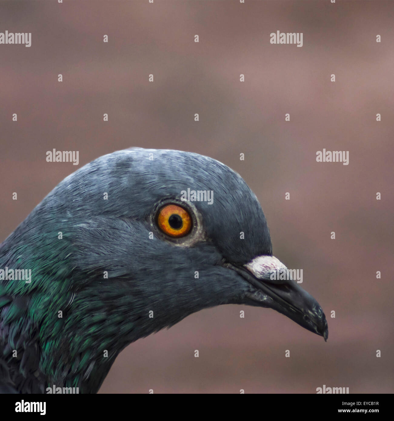 Portrait of a pigeon with blurred purple background Stock Photo - Alamy