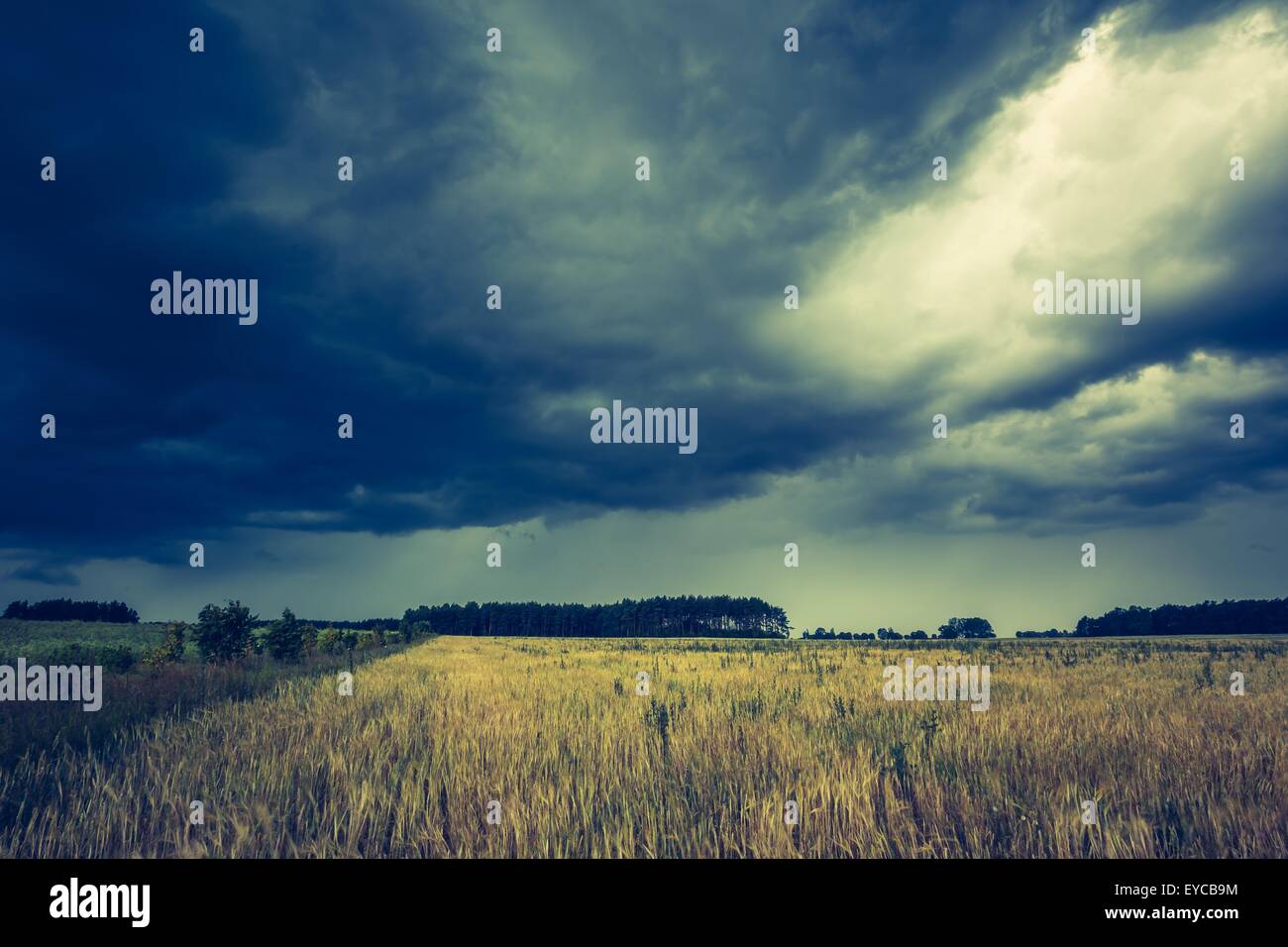 Vintage photo of dark stormy clouds over corn field at summer ...