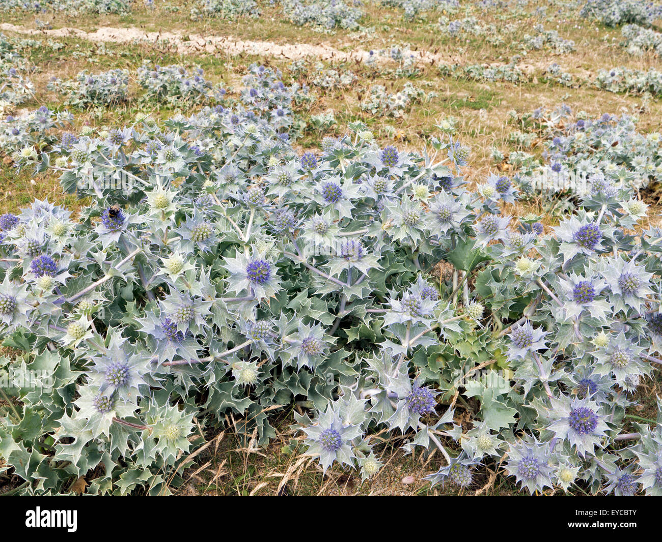 sea holly at Loe Bar, Cornwall Stock Photo - Alamy