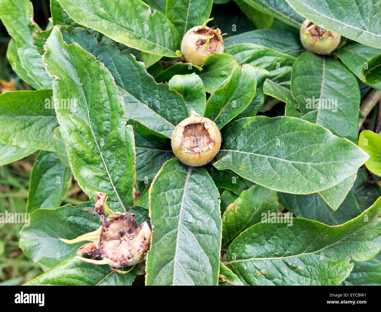 Medlar fruit tree hi-res stock photography and images - Alamy