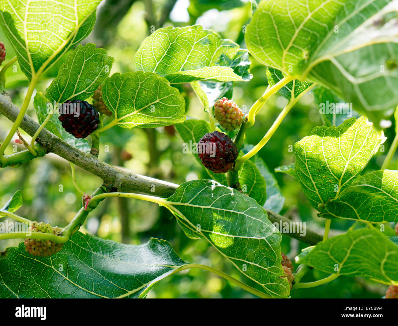 Mulberry bush hi-res stock photography and images - Alamy