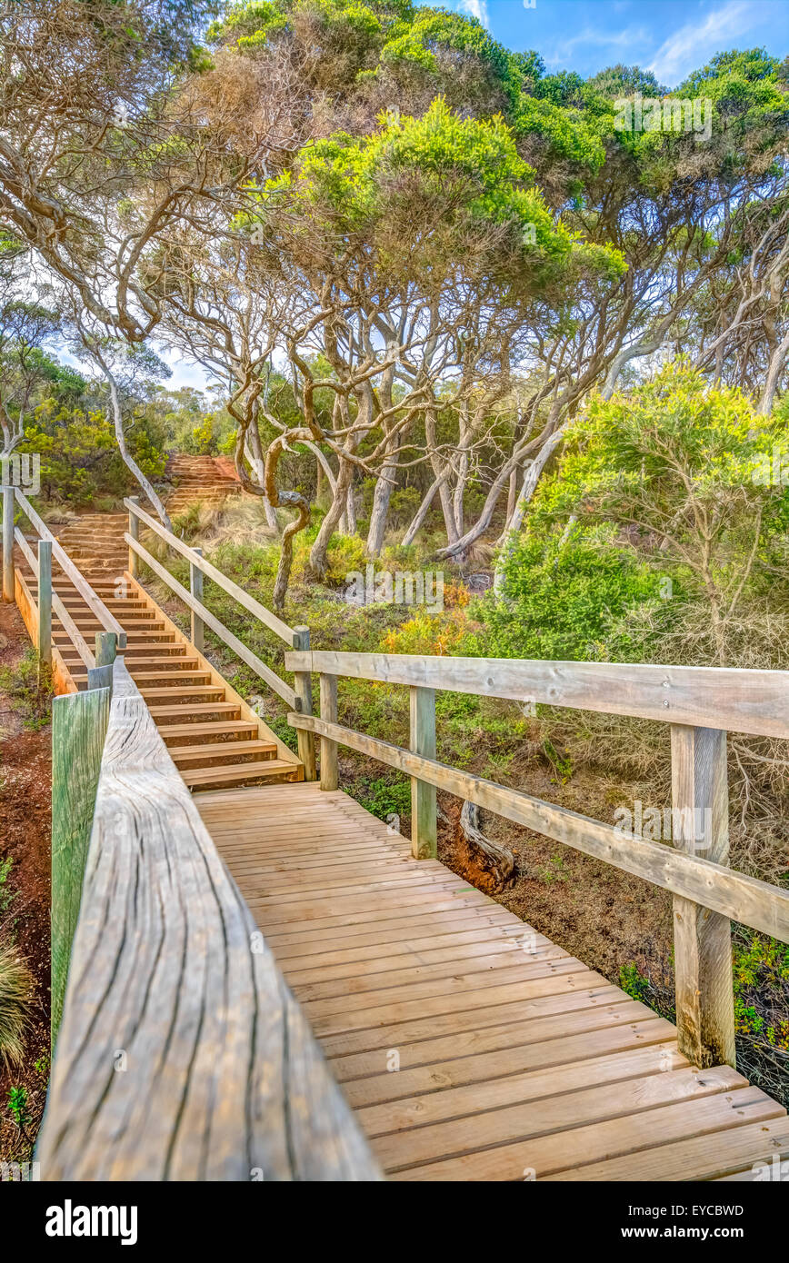 Forest path in Eden Australia Stock Photo - Alamy